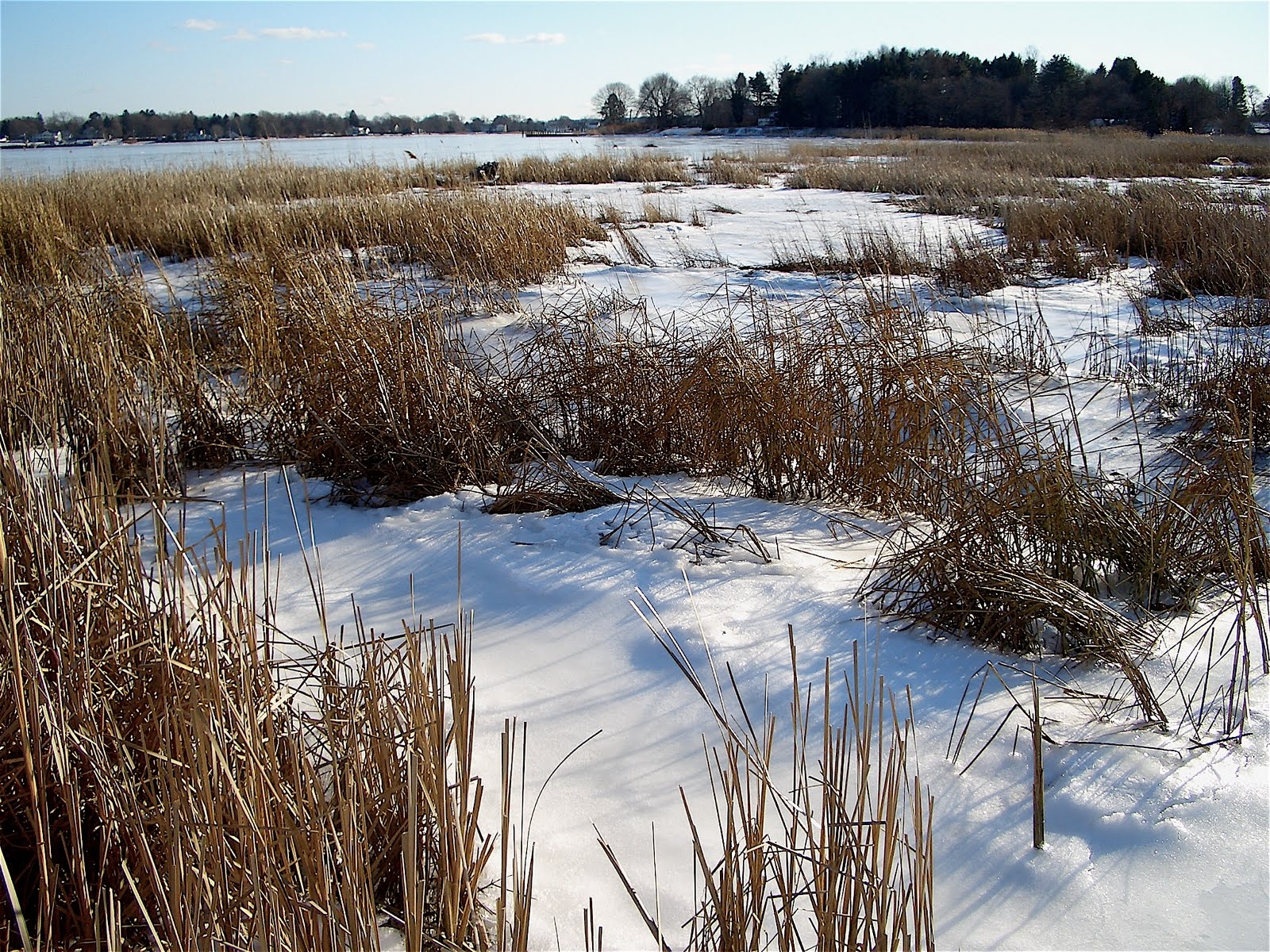 Salt Marsh in Winter - Long Island Sound Partnership