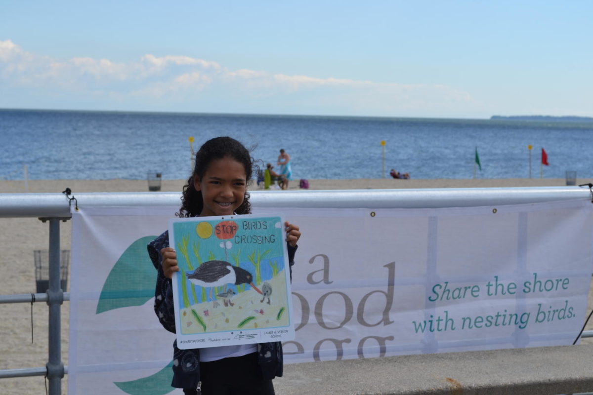 Piping Plovers - Long Island Sound Partnership