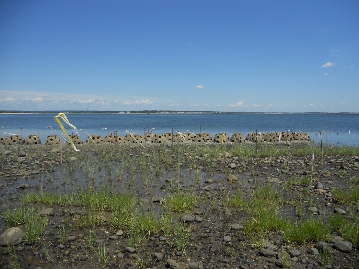 Living Shoreline Projects - Long Island Sound Partnership