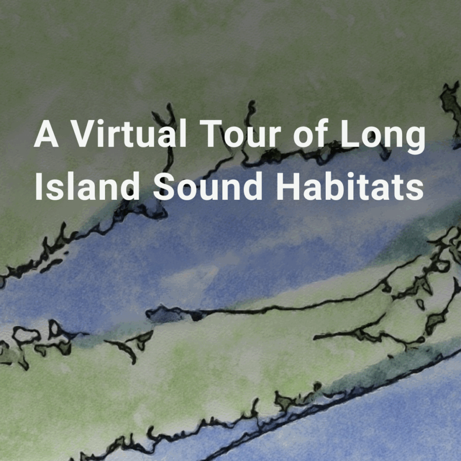 A Virtual Tour of Long Island Sound Habitats - Long Island Sound ...